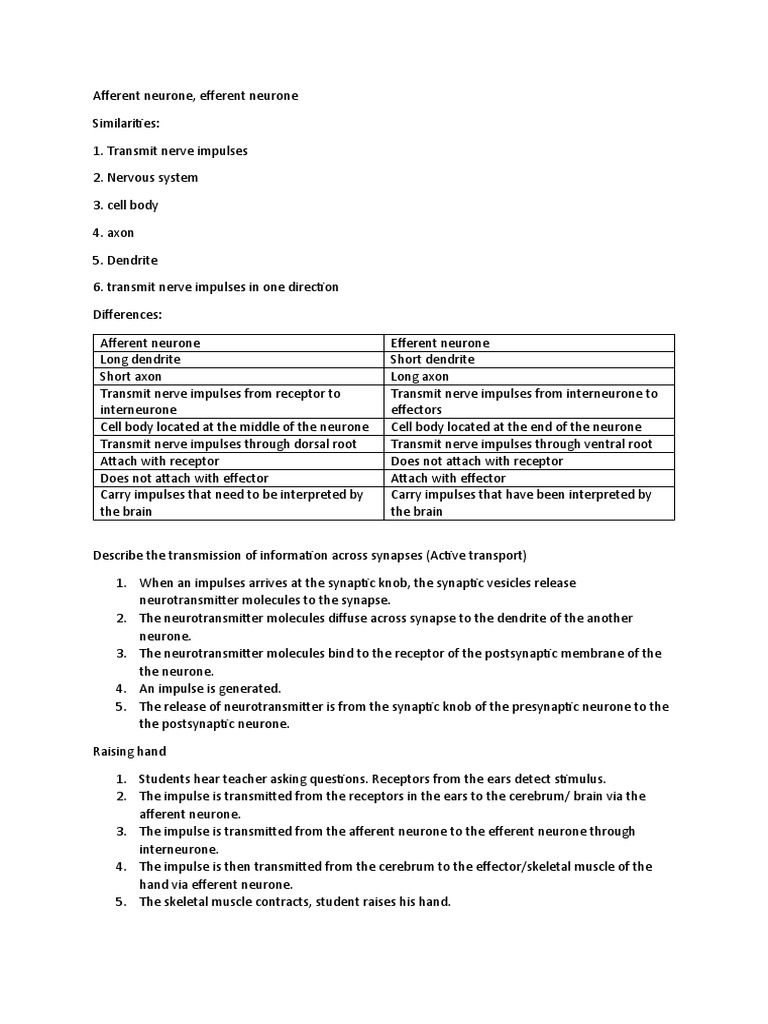 Bio c3 f5 Essay | PDF | Neuron | Synapse