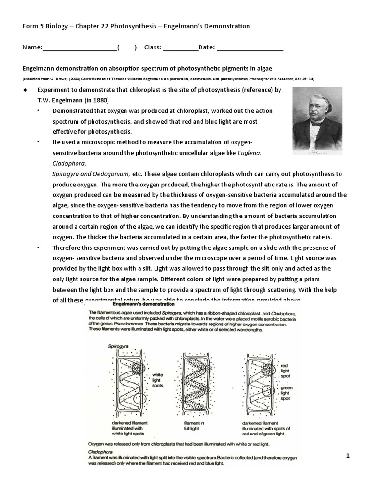 WS2 - Engelmann Demonstration | PDF | Photosynthesis | Chloroplast