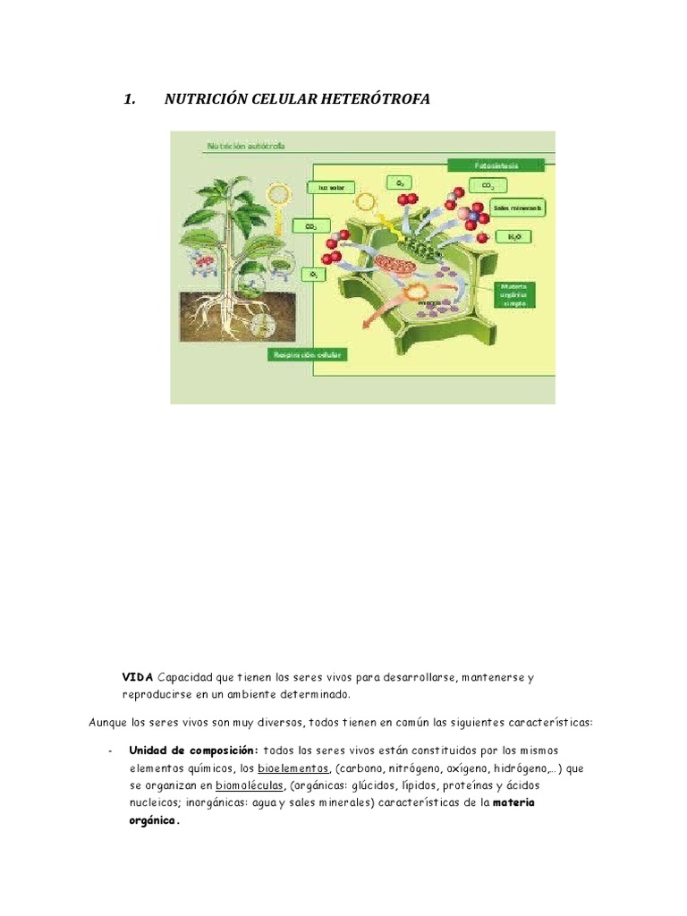 Nutrición Celular Heterótrofa | Descargar gratis PDF | Organismos ...