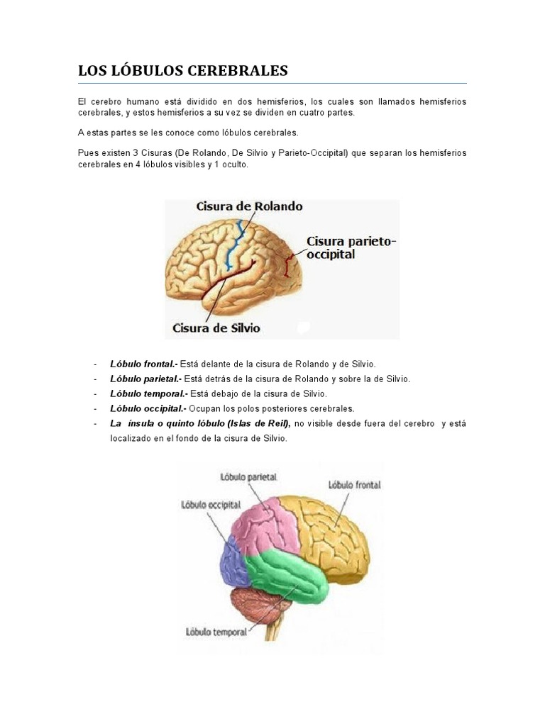 Los Lóbulos Cerebrales | PDF | Cerebro | Hemisferio cerebral