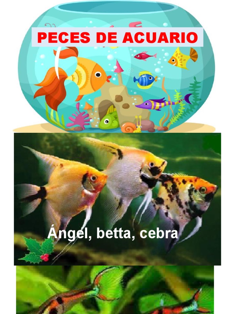 Guía de Peces para Acuarios Ramses | PDF | Pescado | Acuario