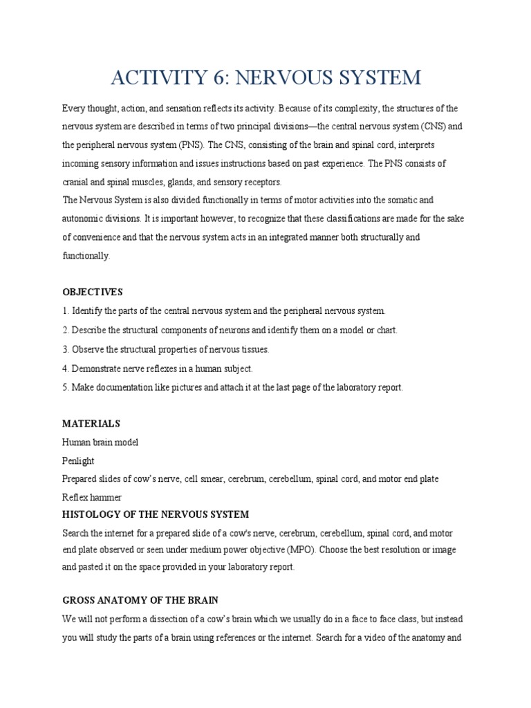 Activity 6 - Nervous System | PDF | Central Nervous System | Nervous System