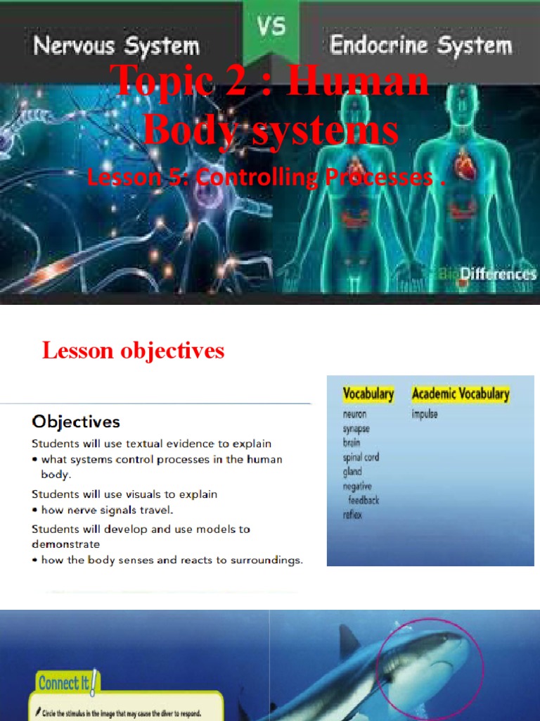 L5 Controlling Processes | PDF | Nervous System | Central Nervous System