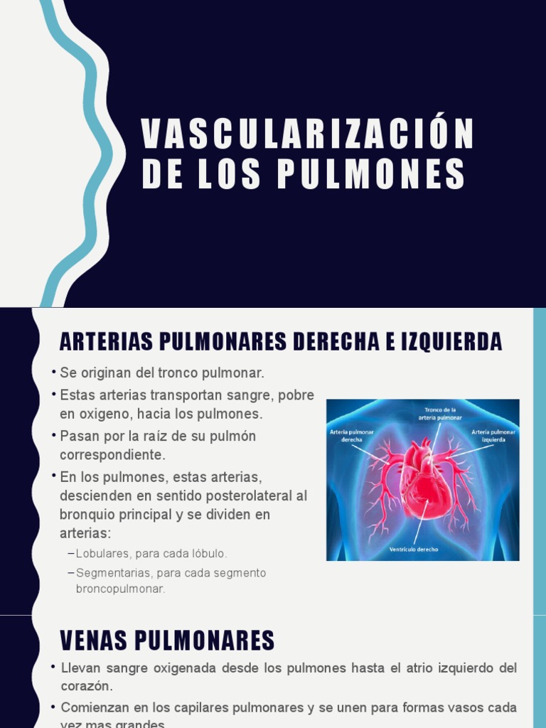 Vascularización y Estructura Pulmonar | PDF | Pulmón | Vena