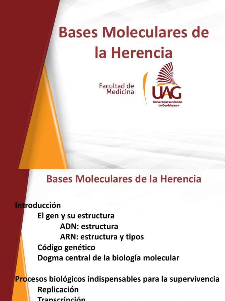 2 Bases Moleculares de La Herencia | PDF | Adn | Rna