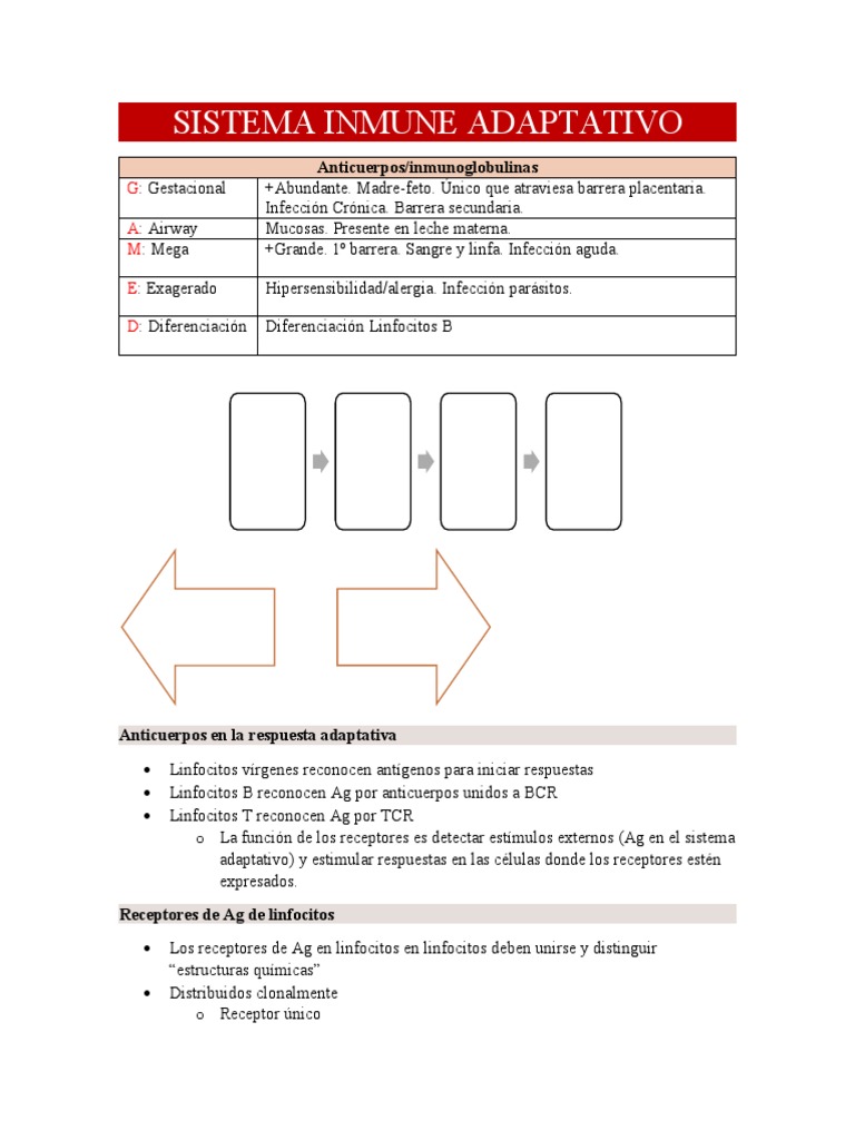 Sistema Inmunológico: Adaptativo e Innato | PDF | Sistema inmune ...