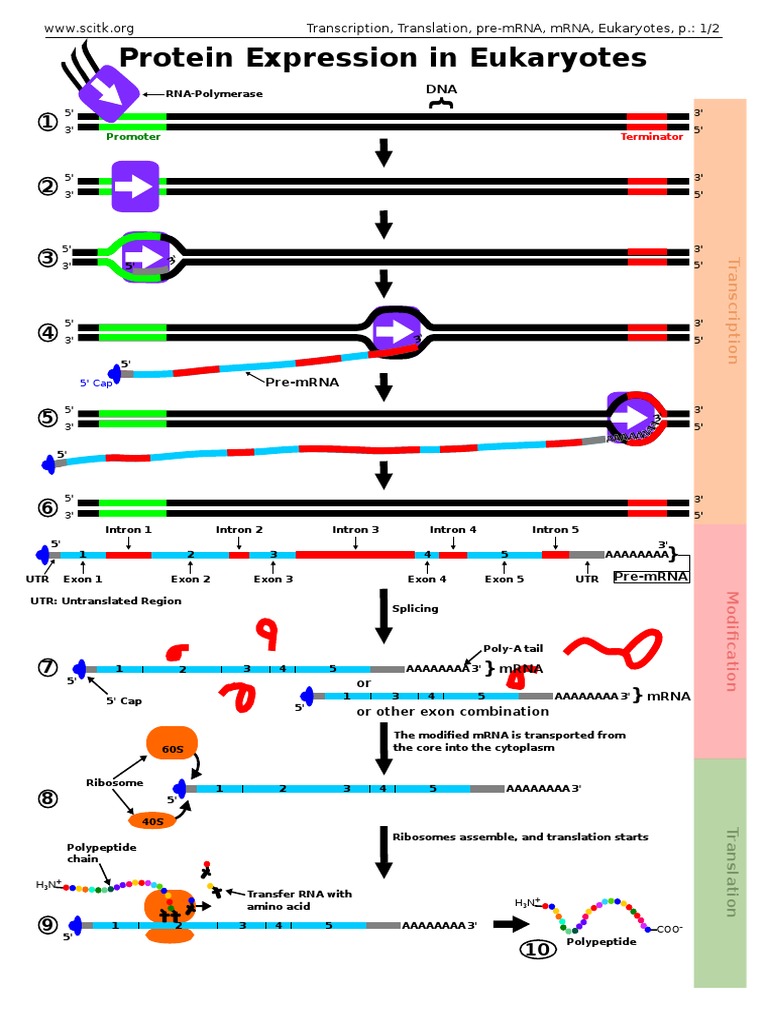 DNA Transcription Translation Eukaryotes | PDF | Messenger Rna ...