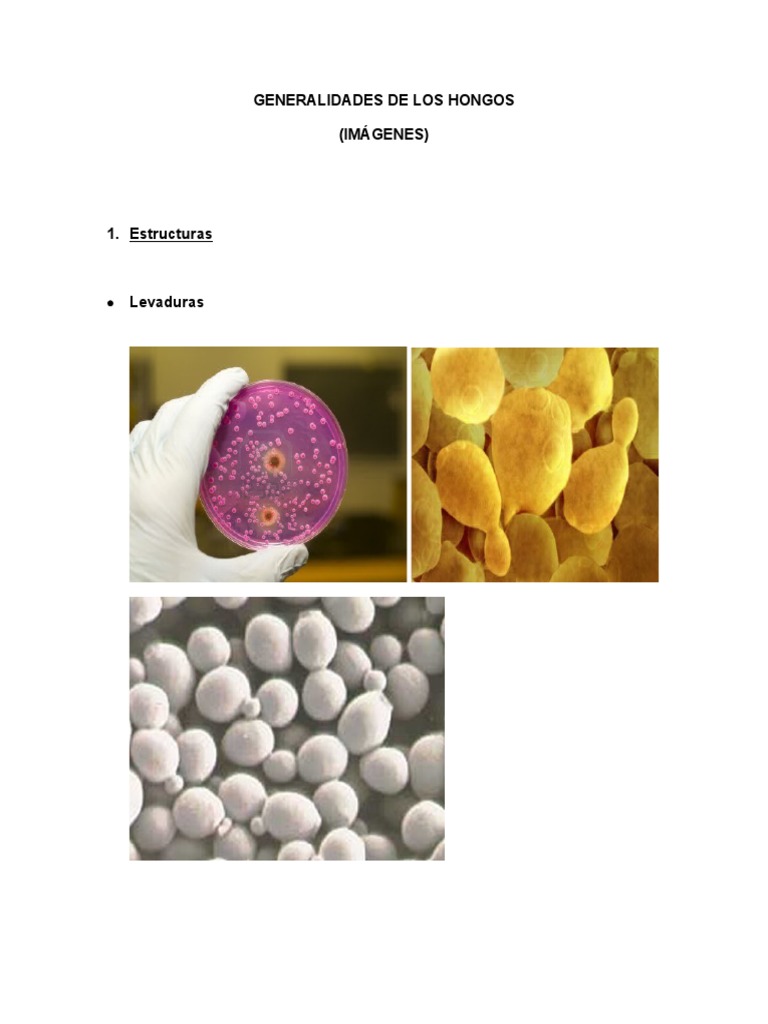 Generalidades de Los Hongos | PDF | Relaciones personales, crianza y ...