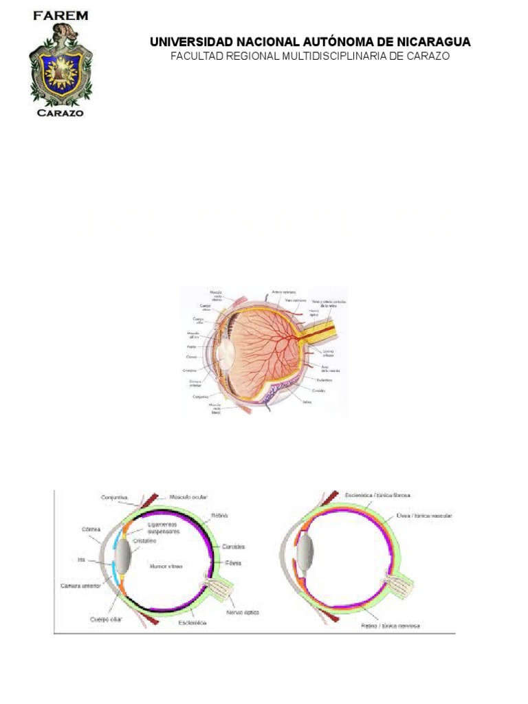 Histologia de Ojo | PDF | Ojo | Ojo humano