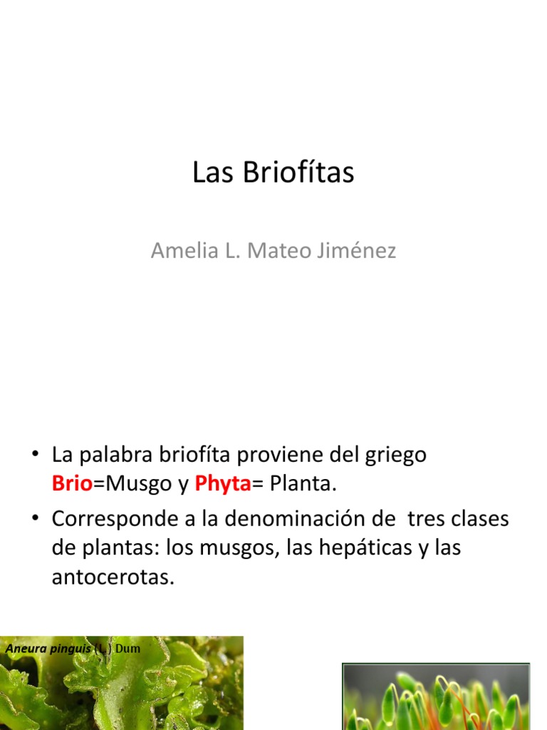Briofitas | PDF | Plantas | Espora