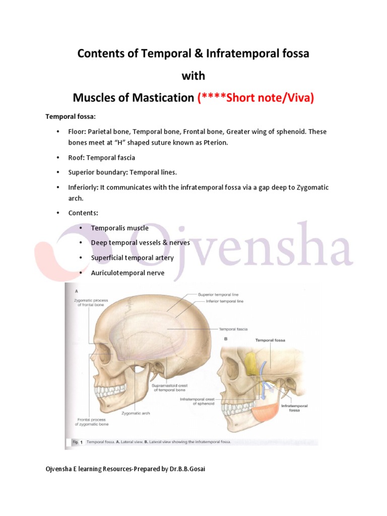 8a Temporal & Infratemporal Fossa I-Dr | PDF | Human Anatomy ...