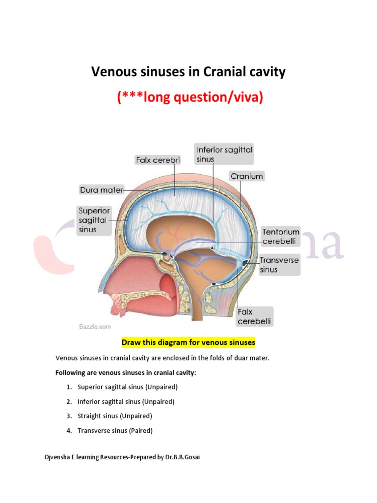 10b Venous Sinuses in Cranial Cavity-Dr | PDF | Angiology | Human Anatomy