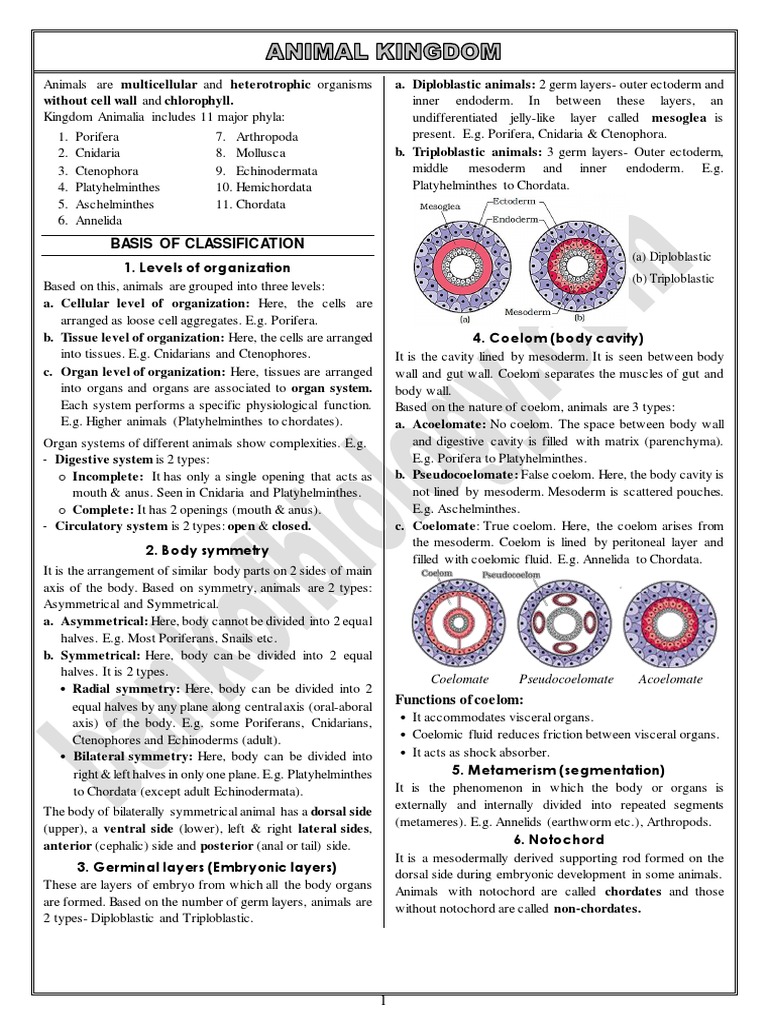 Animal Classification Guide | PDF | Biology | Anatomy