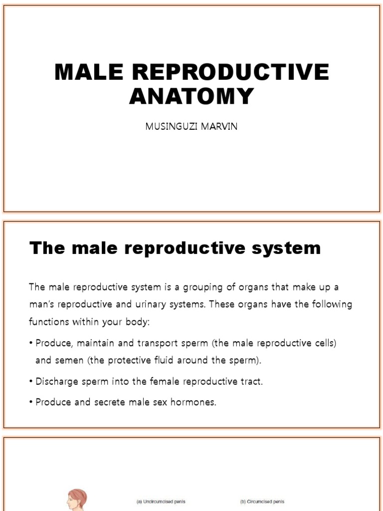 3 Anatomy and Physiology (Male) | PDF | Testicle | Human Body