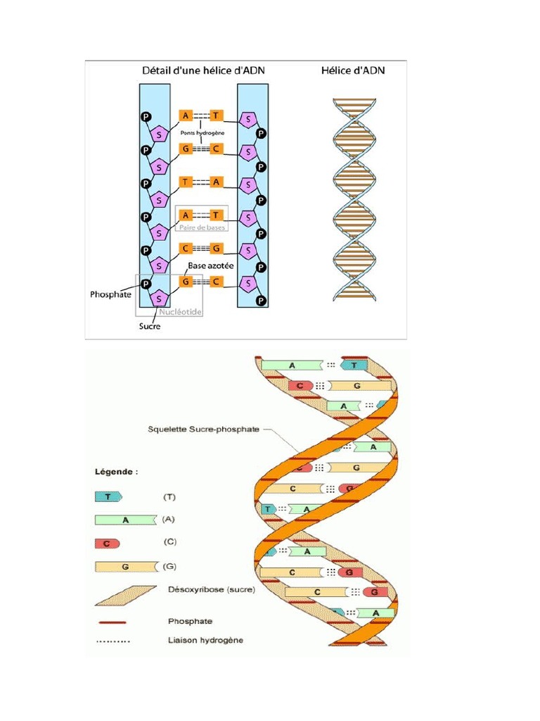 ADN BIOLOGIE | PDF