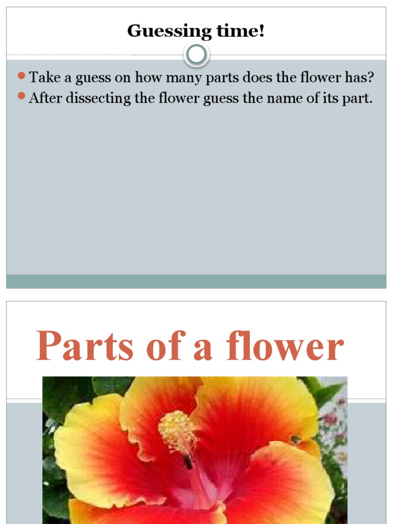 Parts of A Flower Powerpoint | PDF