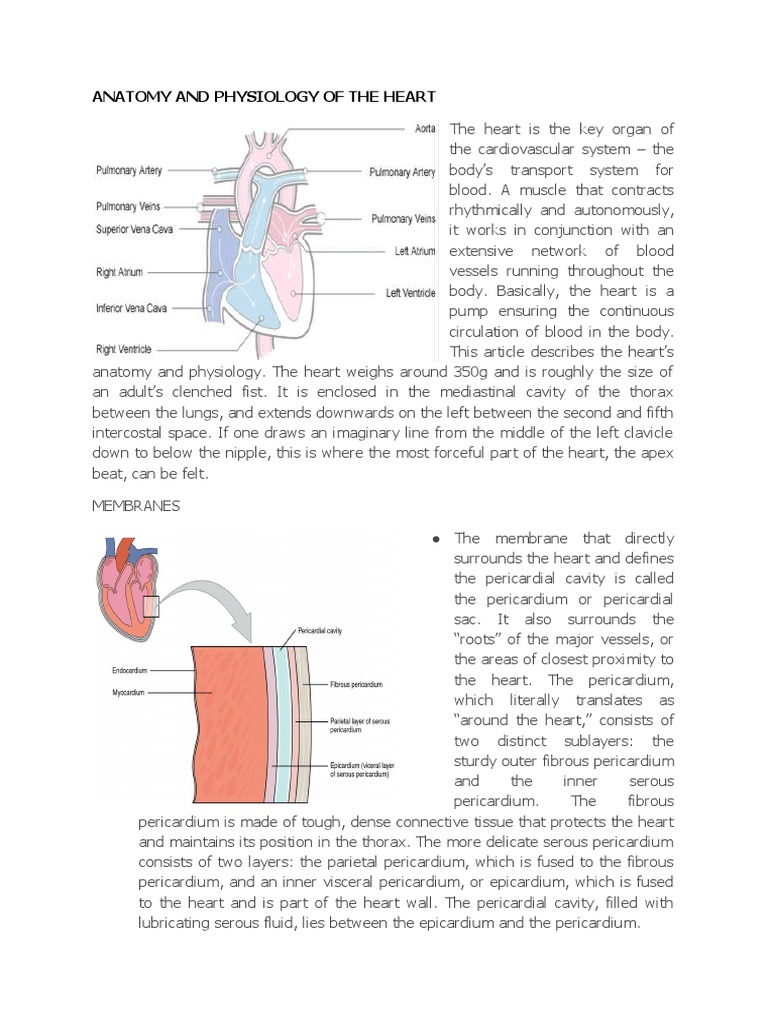 Anatomy and Physiology of Heart | PDF | Heart | Anatomy