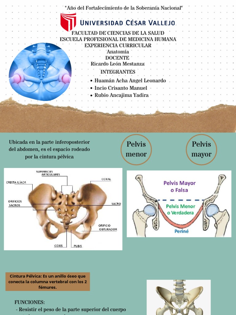 La Pelvis Estructura Ósea | PDF | Pelvis | Sistema esquelético