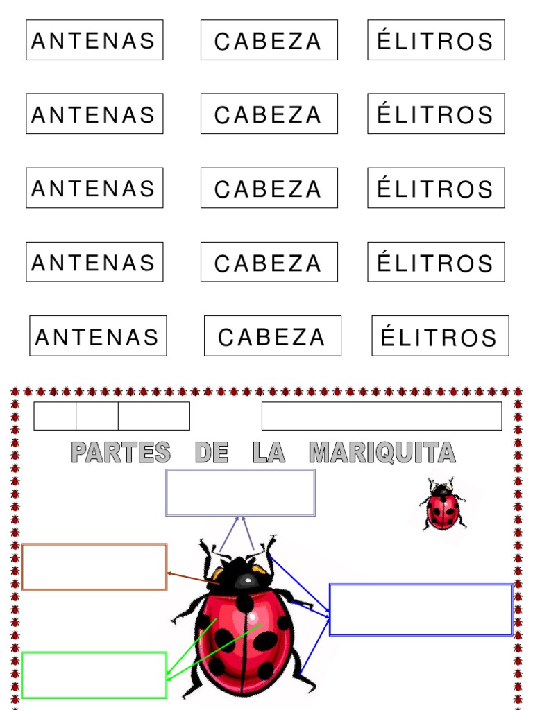 Partes y Metamorfosis de la Mariquita | PDF