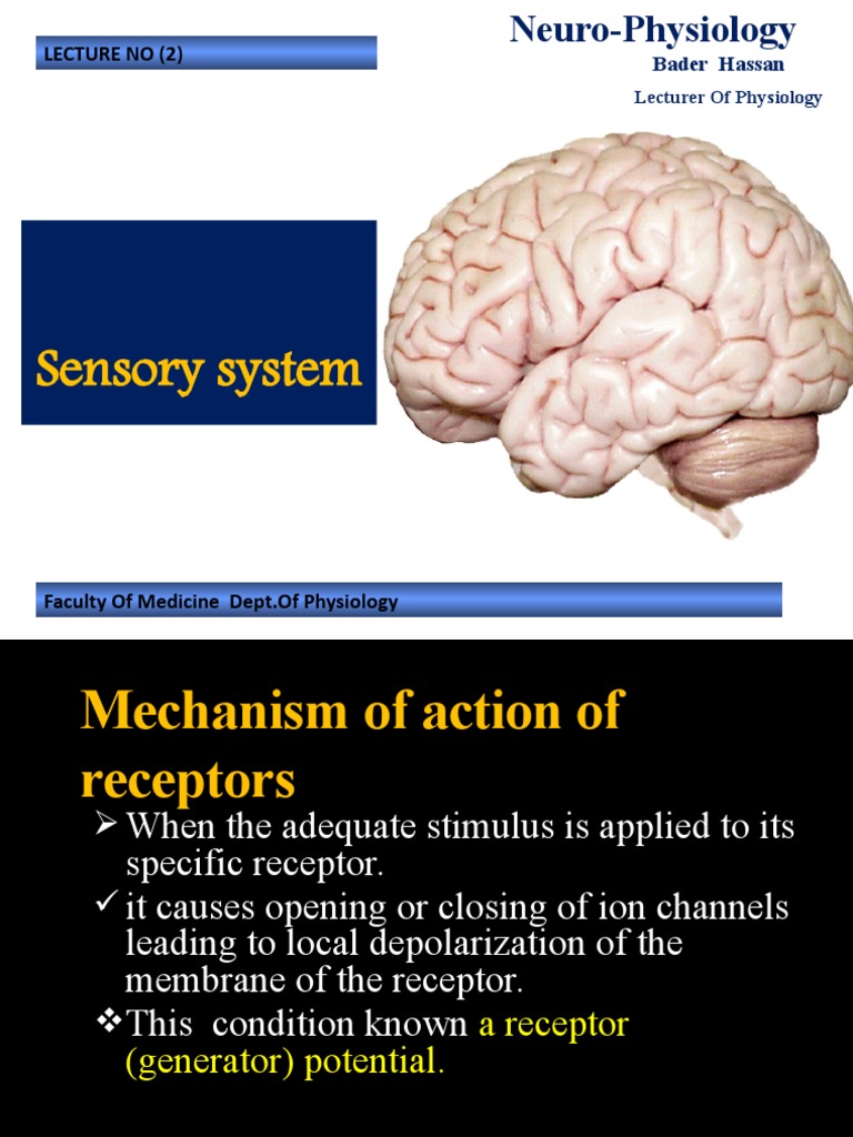 Sensory System-2 | PDF | Stimulus (Physiology) | Somatosensory System