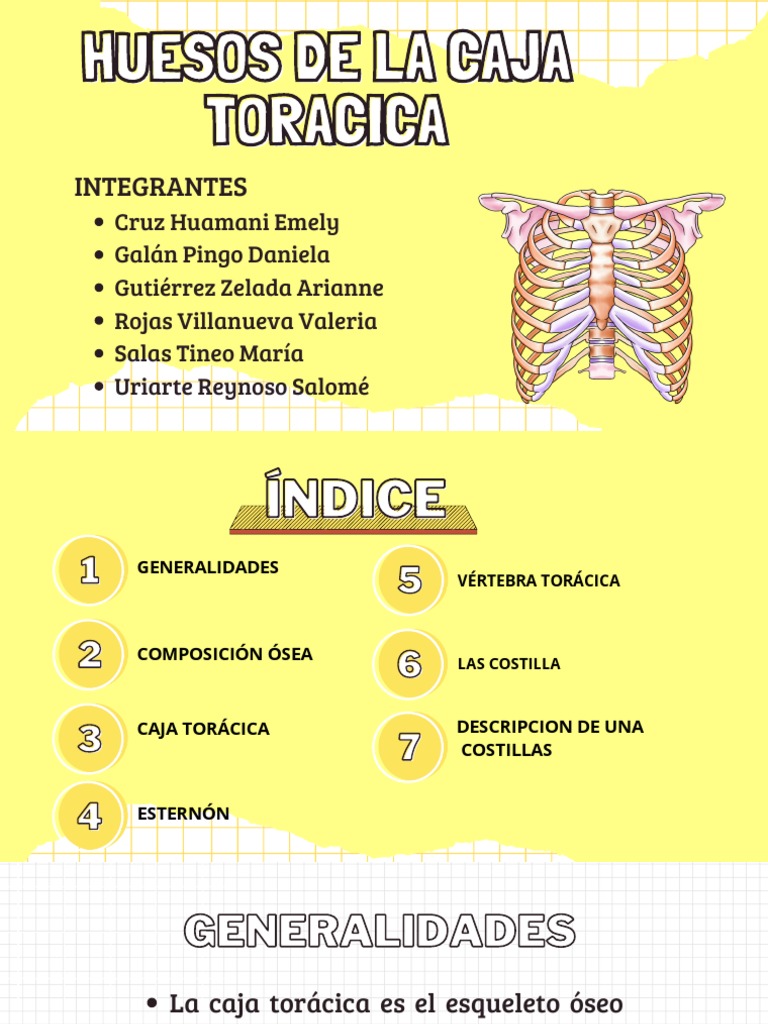 Anatomía de la Caja Torácica: Huesos y Estructura | PDF