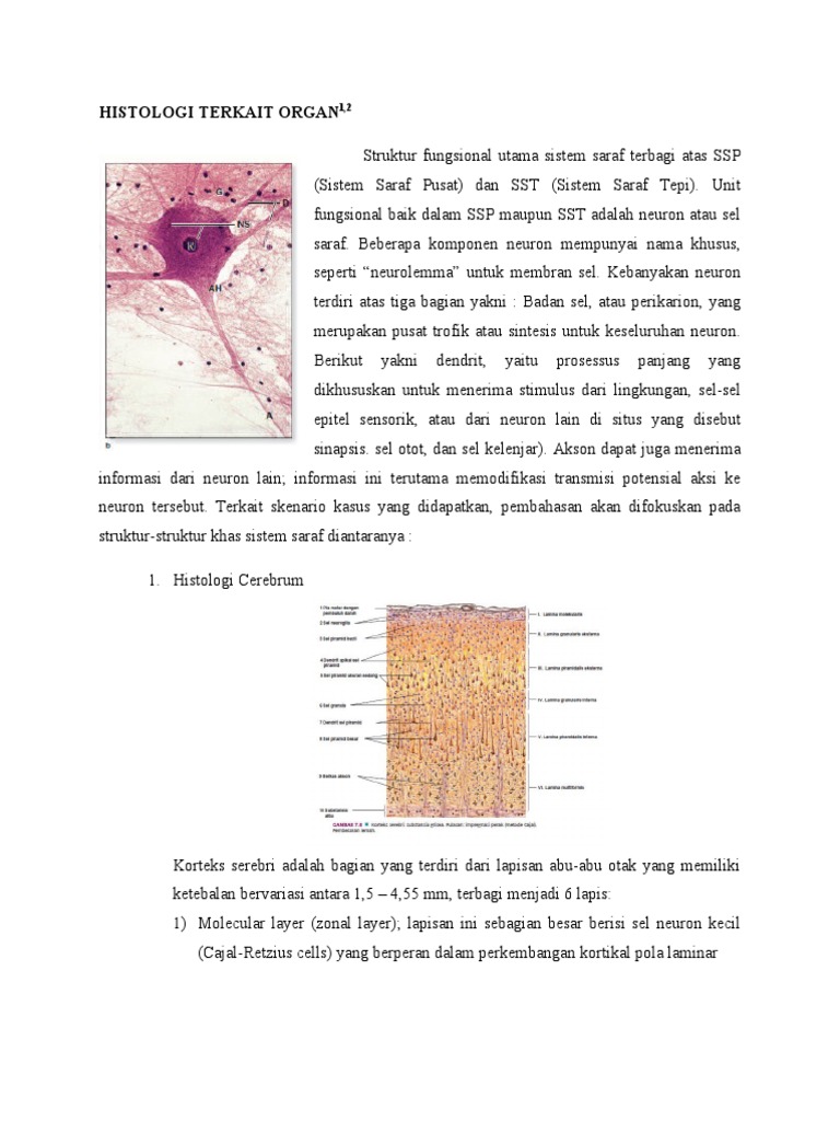 Histologi Otak Pdf