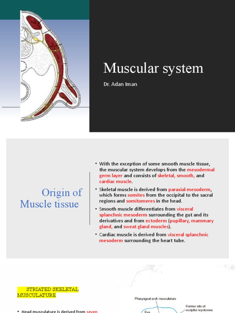 Muscular System | PDF | Skeletal Muscle | Anatomy