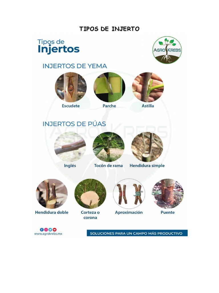 Tipos de Injerto | PDF | Injerto | Arboles
