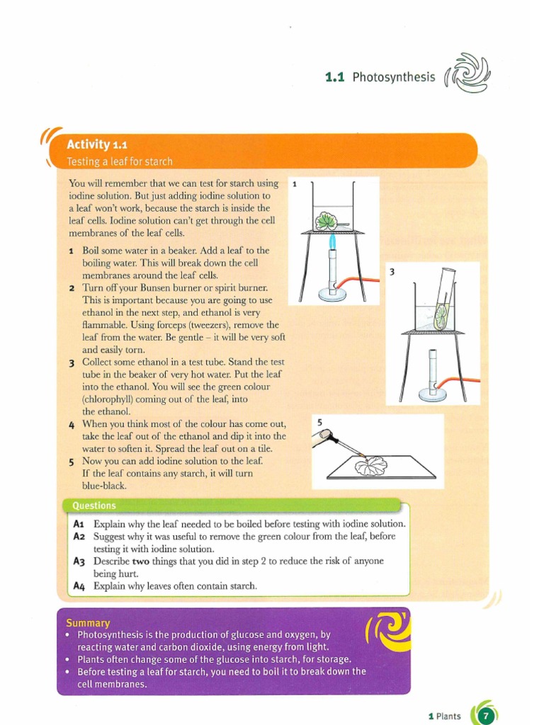 Practical - Testing a Leaf for Starch | PDF