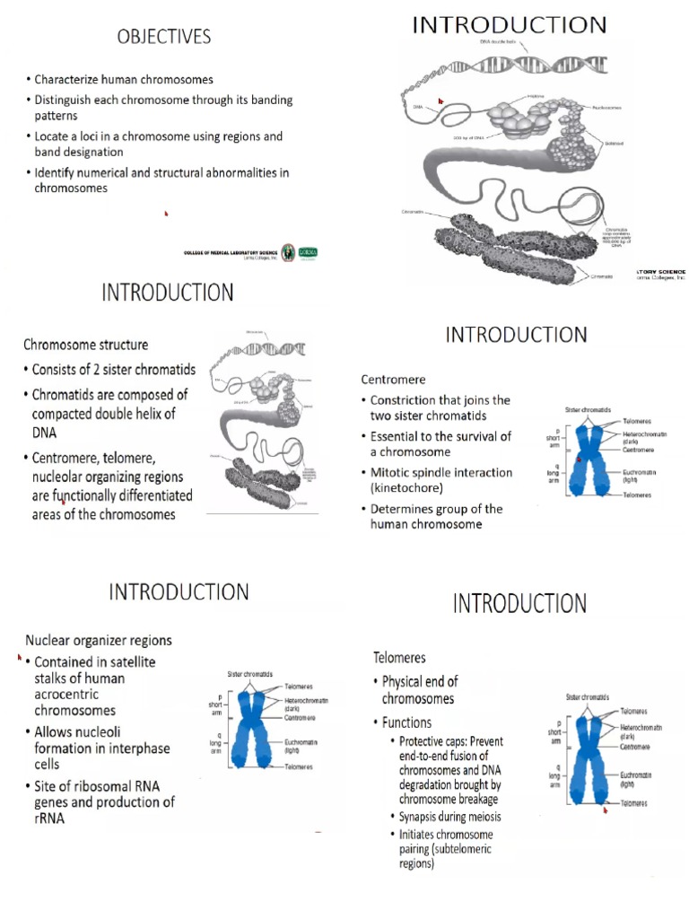 Chromosomes | PDF