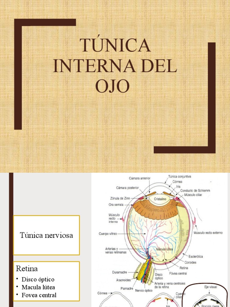 Tunica Interna Del Ojo | PDF | Percepción visual | Retina