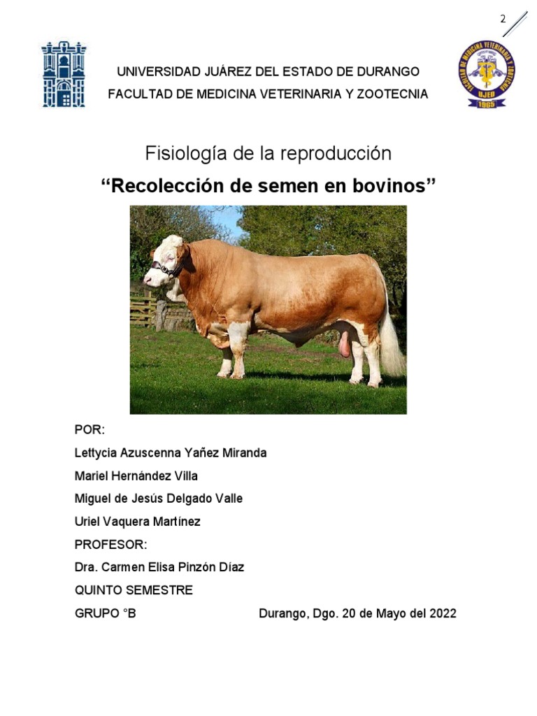 Semen Bovino | PDF | Semen | Nucleo celular