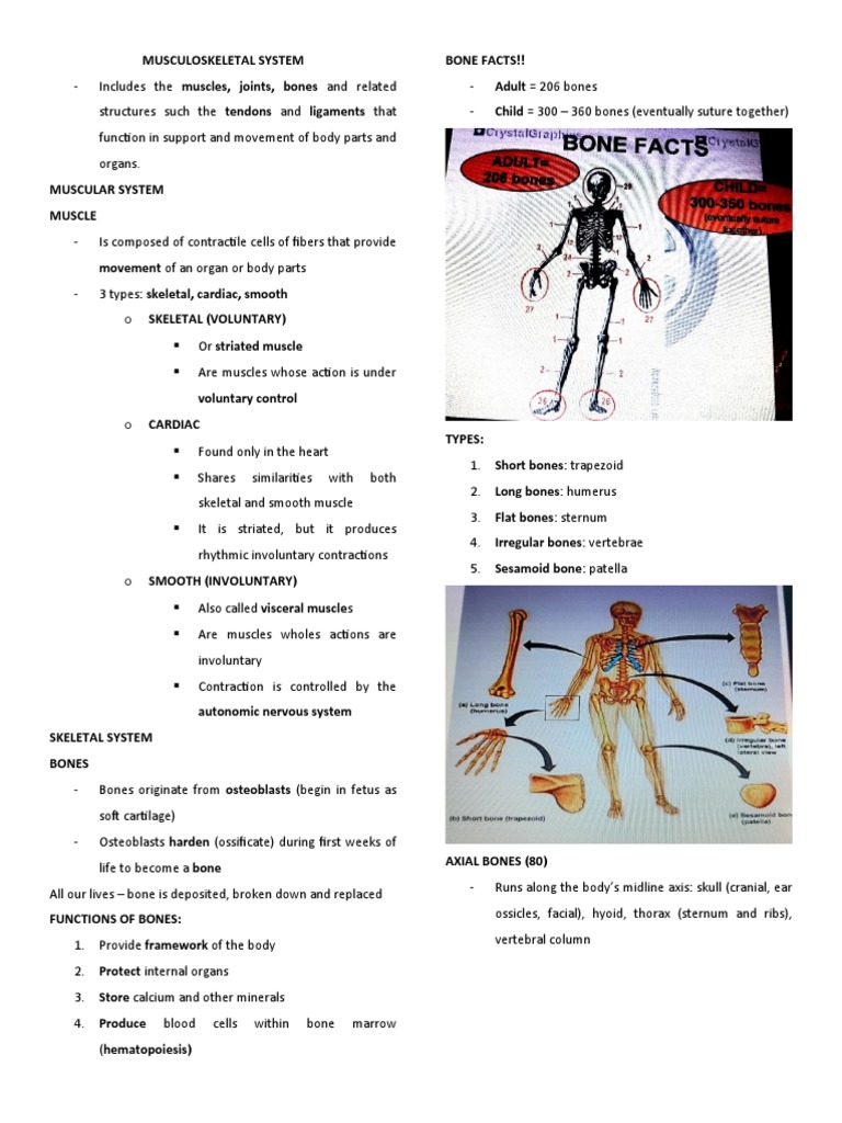 Musculoskeletal System | PDF | Bone | Human Musculoskeletal System