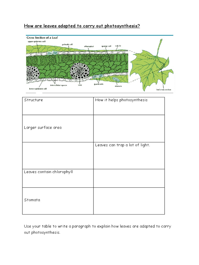 How Are Leaves Adapted To Carry Out Photosynthesis HW | PDF | Home ...