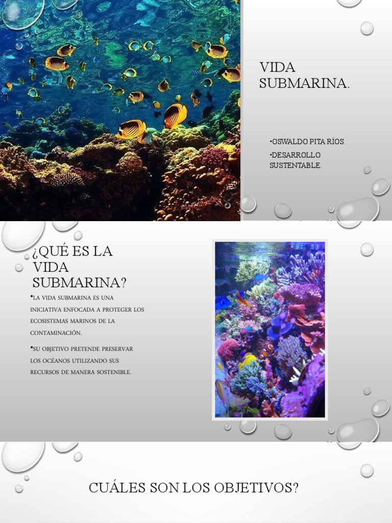 Presentación Vida Submarina ODS | PDF | Sustentabilidad | Contaminación