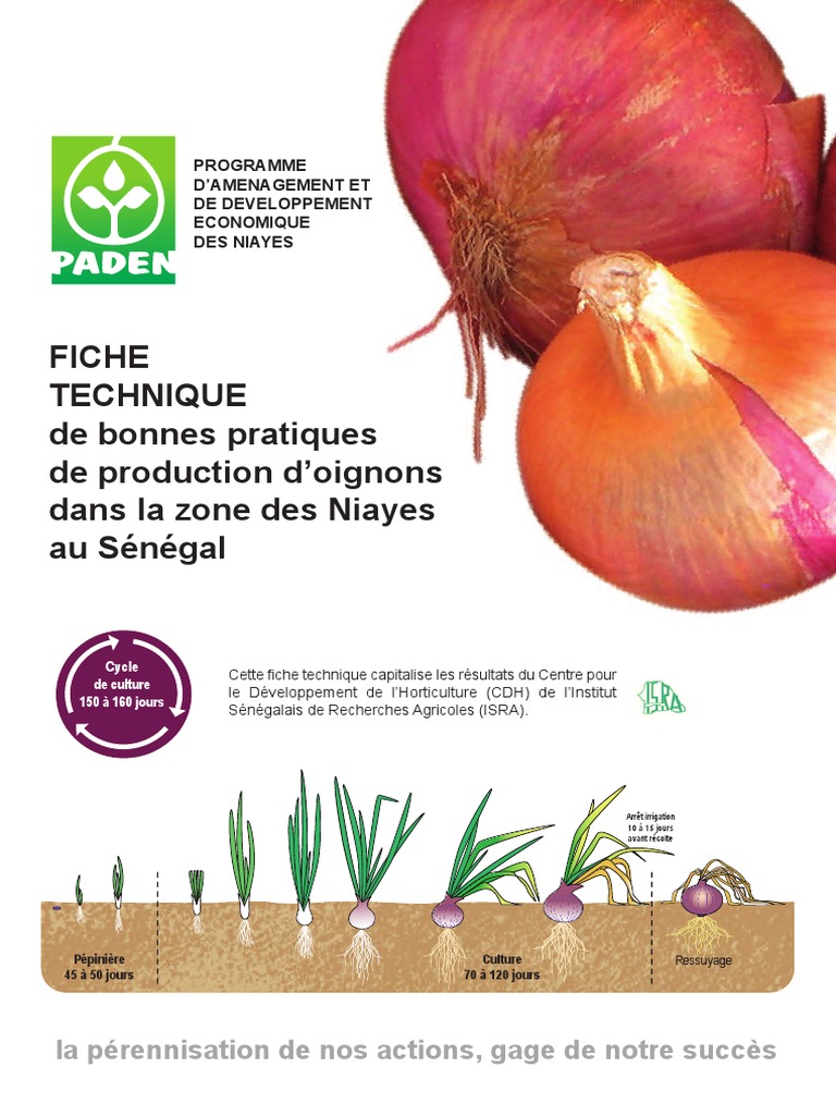 Fiche Technique BP Oignons | PDF | Semis | Oignon