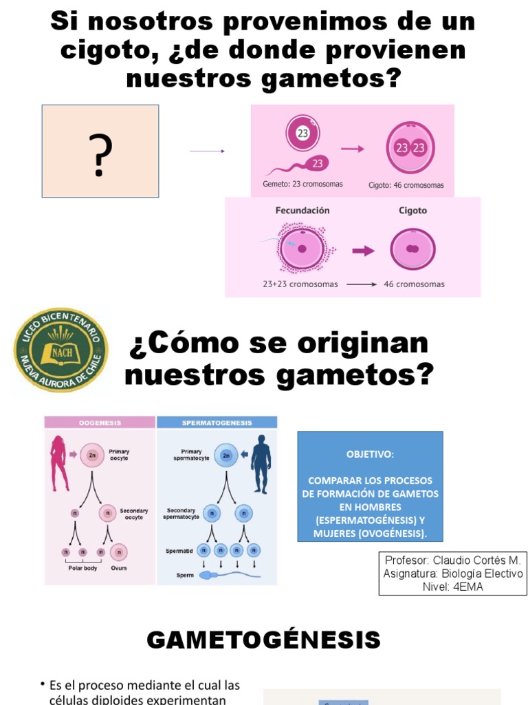 Gametogenesis | PDF | Mitosis | Anatomia animal