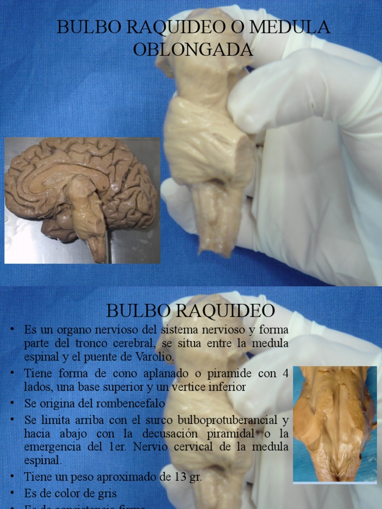 1 Bulbo Raquideo | PDF | Médula espinal | Nervio vago