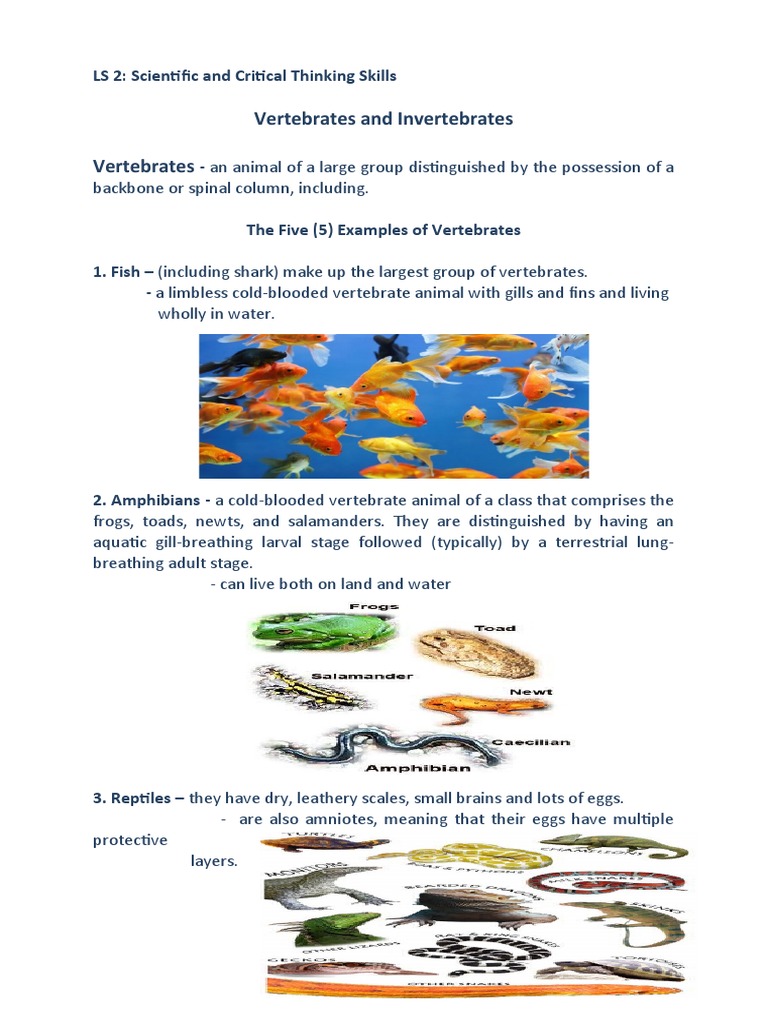 Vertebrates vs Invertebrates Overview | PDF | Invertebrate | Vertebrates