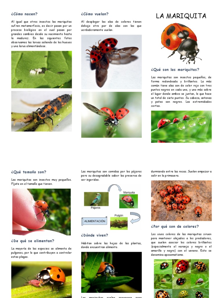 La Mariquita | PDF | Coccinellidae | Organismos