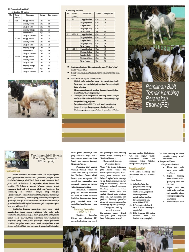Leaflet Pemilihan Bibit Ternak Kambing | PDF