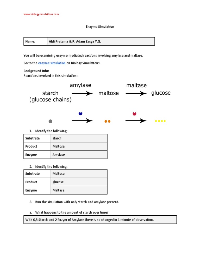 Enzyme Simulation - Observation - Aldi and Adam | PDF | Enzyme | Starch