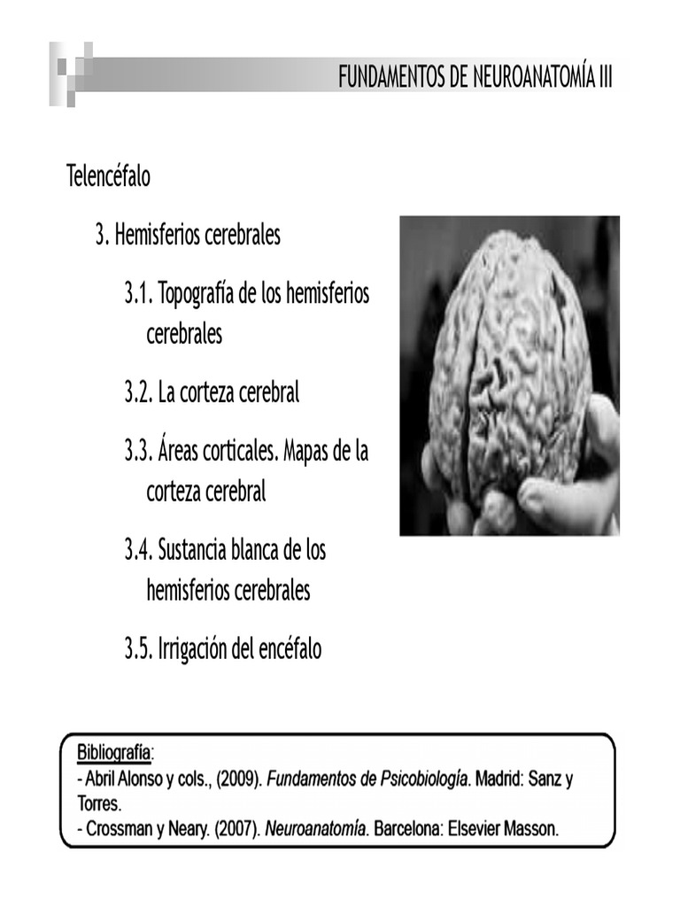 Bloque Tematico III HEMISFERIOS CEREBRALES II Version para Imprimir | PDF | Cerebro | Corteza ...