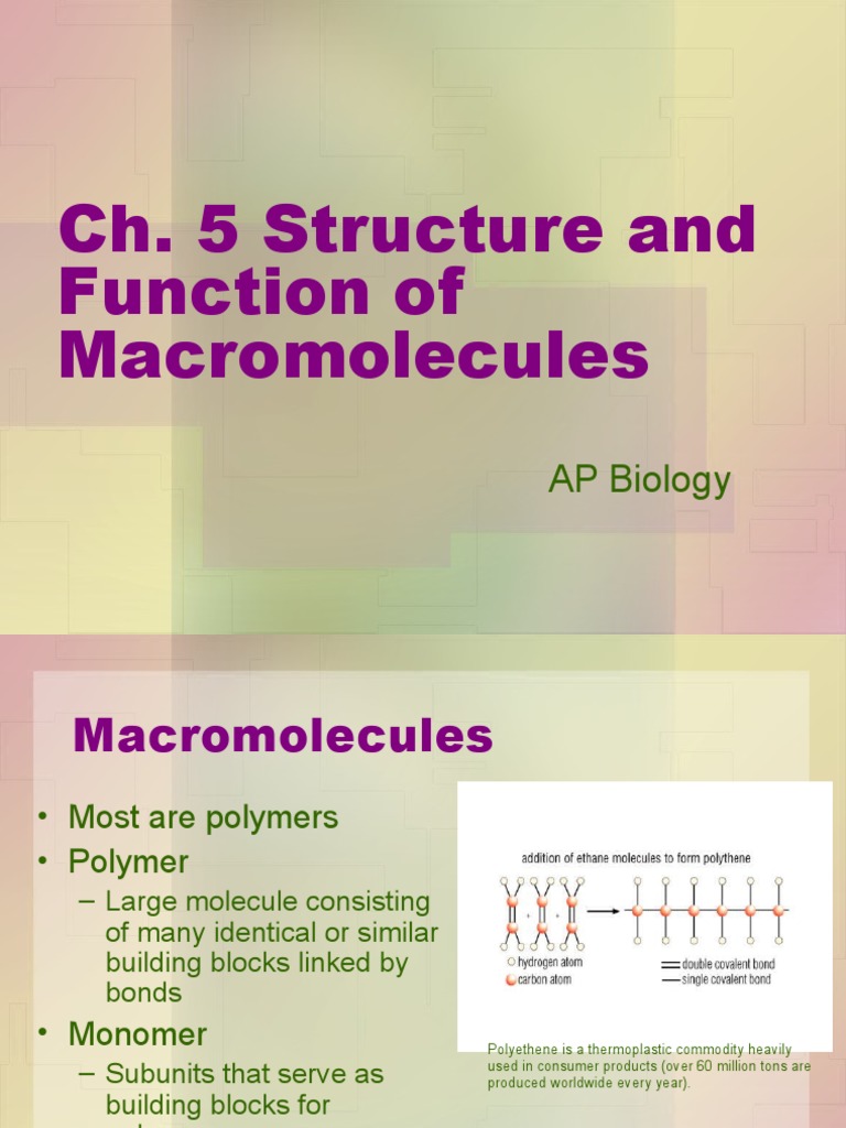 AP BIO MACROMOLECULES Chapter 5 Review | PDF