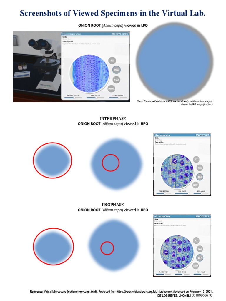 Lab Activity Cell Division | PDF | Mitosis | Systems Biology