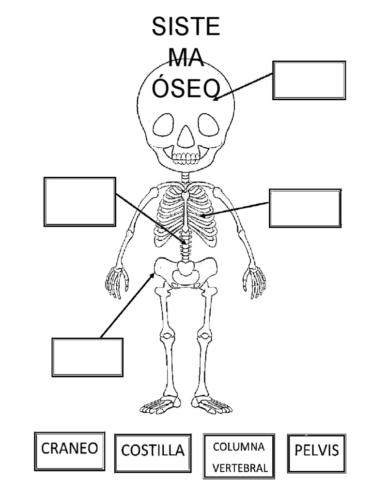 Sistema Oseo - Ficha de Trabajo | PDF