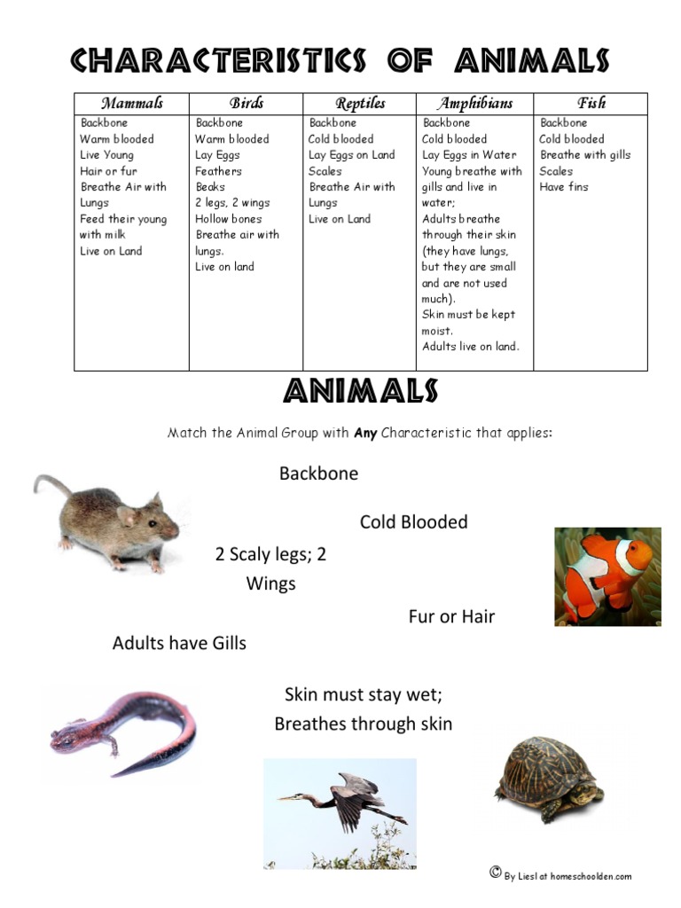 5 Animal Groups Characteristics of Animals Worksheets | PDF | Egg ...