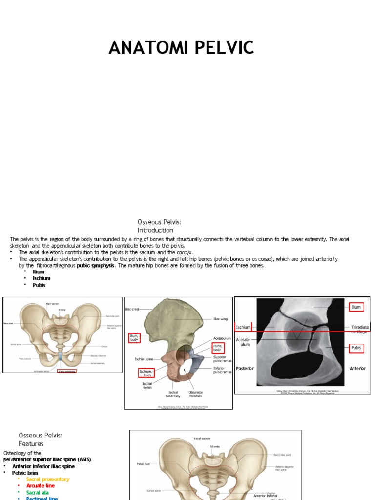 Anatomy of the Pelvic Region | PDF | Pelvis | Skeletal System