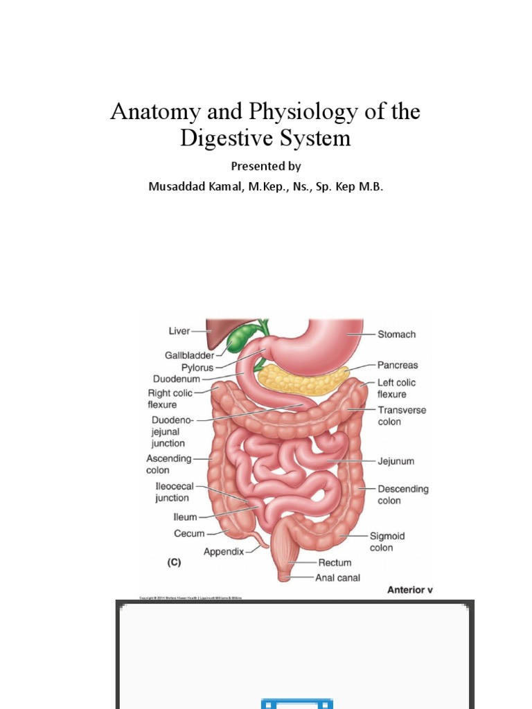 Anatomy and Physiology of The Digestive System | PDF | Digestion | Stomach