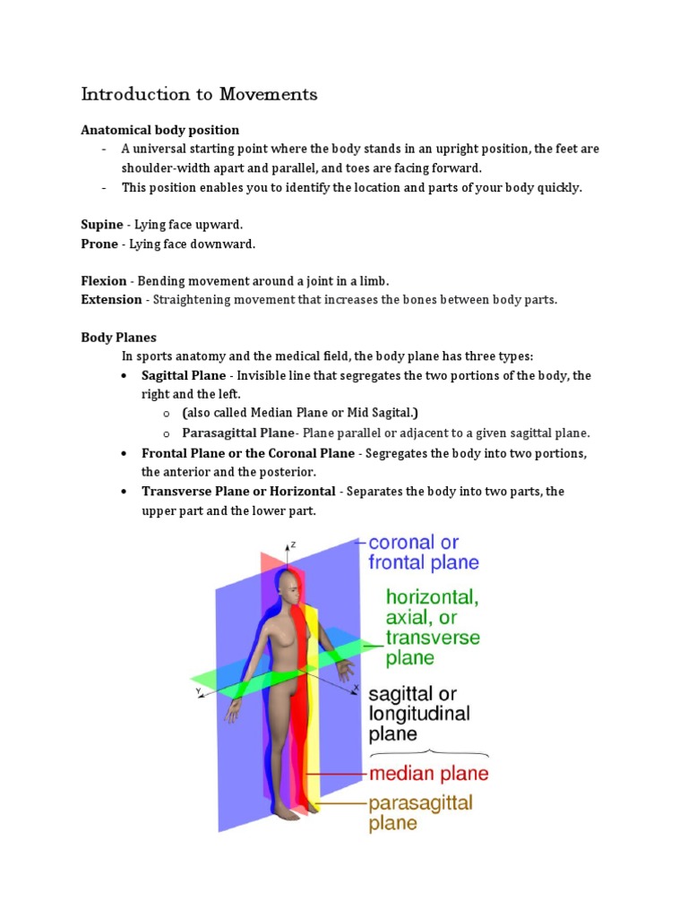 Anatomy Basics for Beginners | PDF | Anatomical Terms Of Motion ...